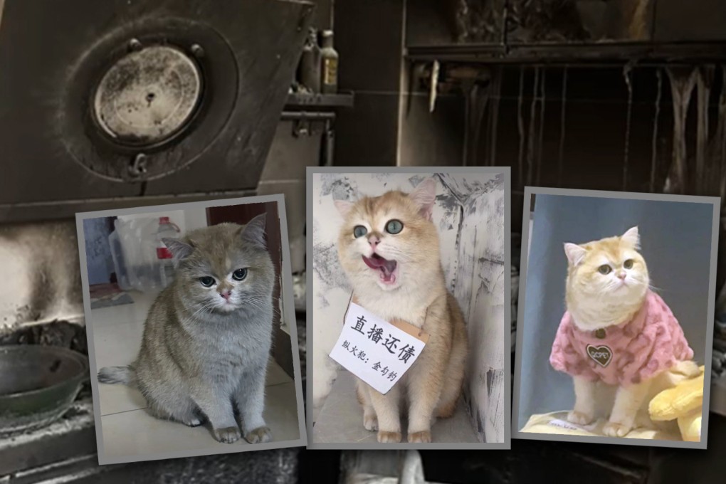 Fire-starting China pet dubbed ‘badass cat’ after it turns on cooker ...