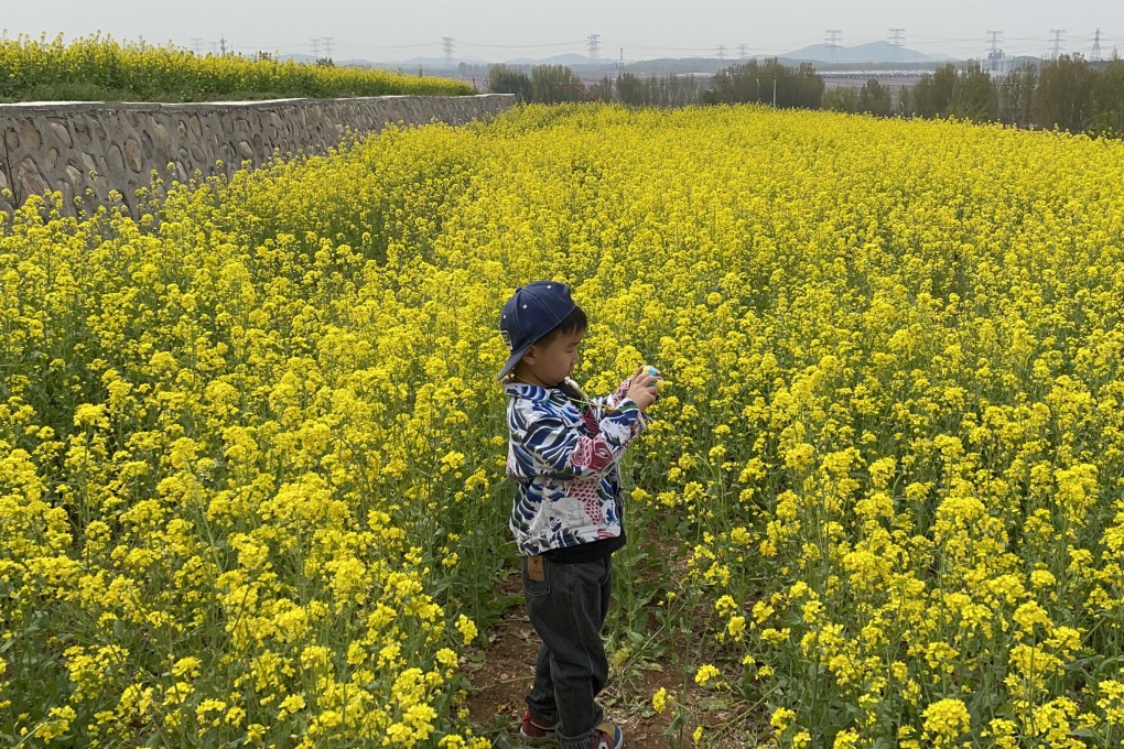 China strikes oil with new high-yield rapeseed, making strides in food ...