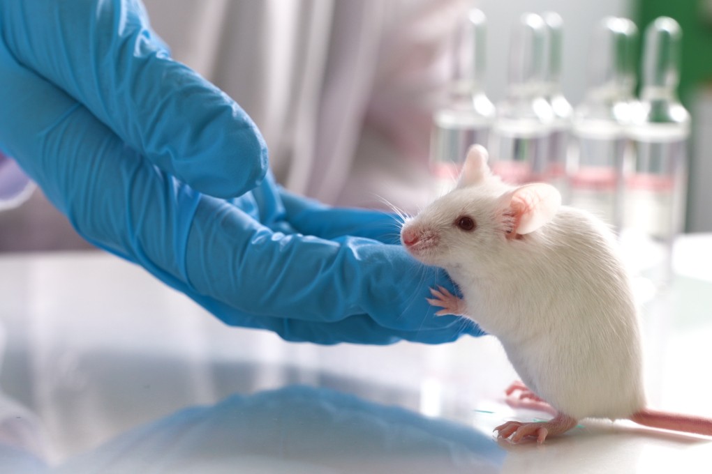 Could rat brain cells in mice help grow human organs in animals? A new ...