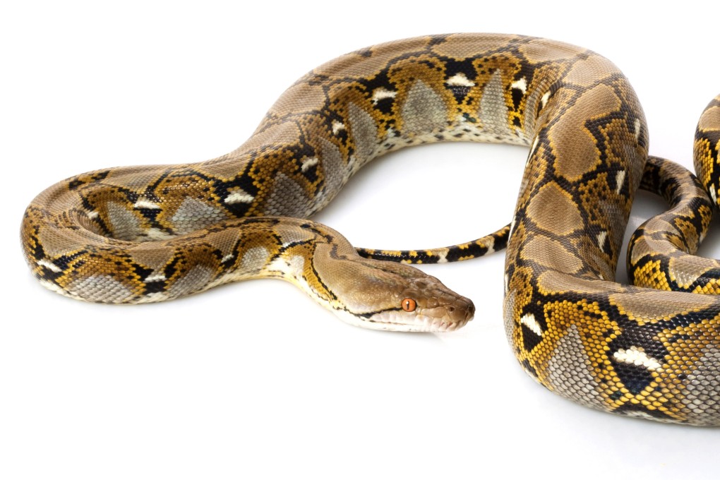 Python swallows woman whole in Indonesia | South China Morning Post