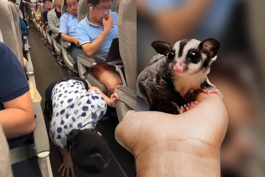 China woman causes commotion by bringing pet sugar glider onto plane ...