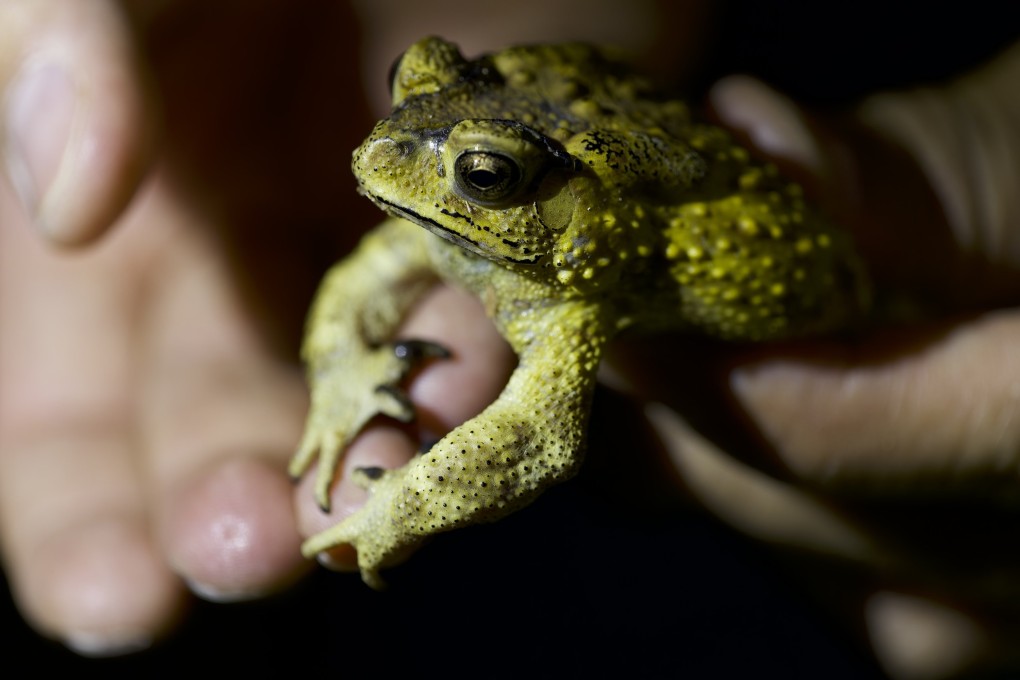 Hong Kong’s nocturnal wildlife on view in a Kadoorie Farm night walk ...