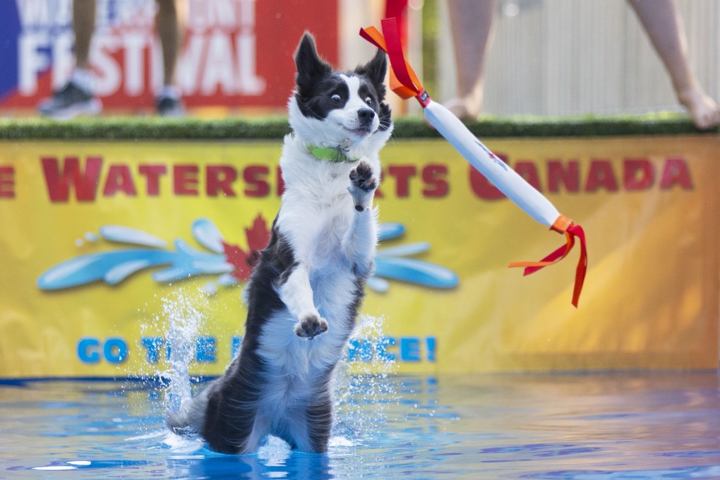 Funny Water Dog Brohard Paw Park Watery Fun For Dogs And Dog Owners