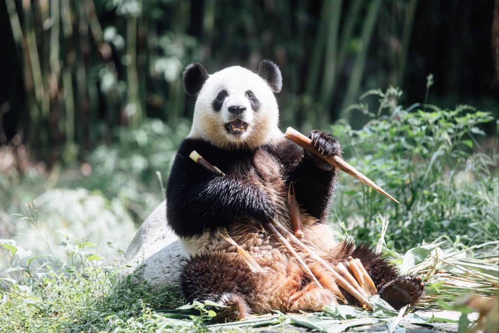Hong Kong’s new pandas An An and Ke Ke explore Ocean Park home after ...