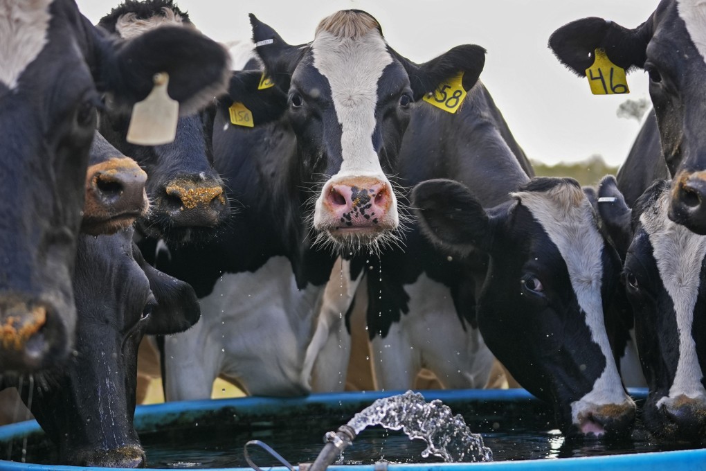 Indonesia plans to import 1 million dairy cows to boost milk production ...