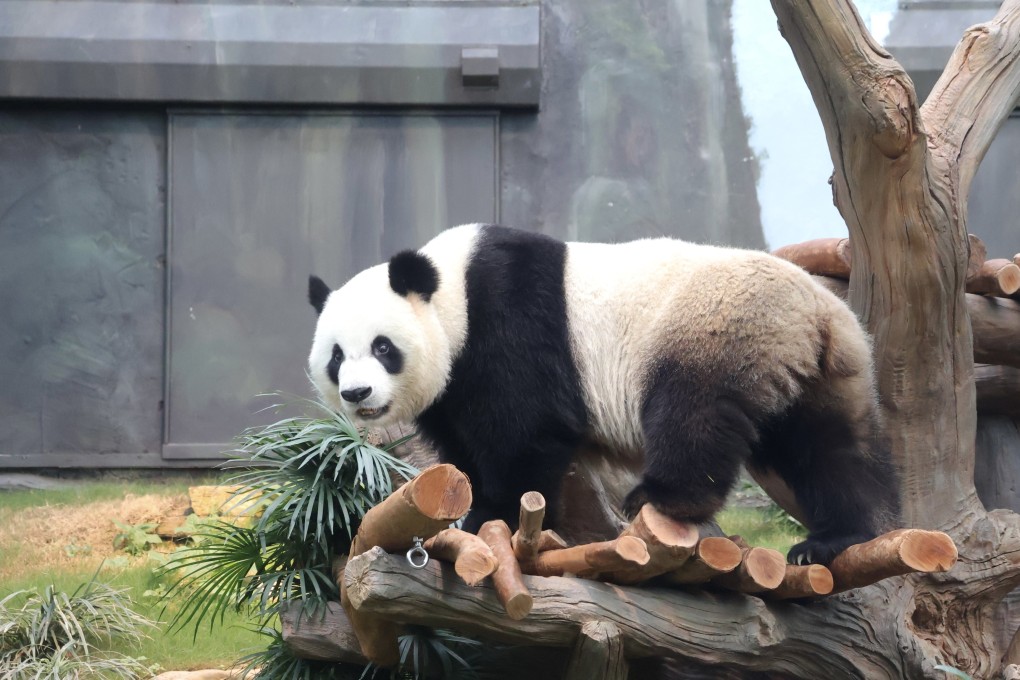 Pandas gifted to Hong Kong by Beijing to meet the public on December 8 ...