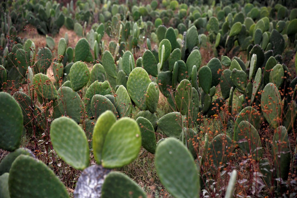 Prickly pear cultivation on the rise in Italy and elsewhere as heat ...