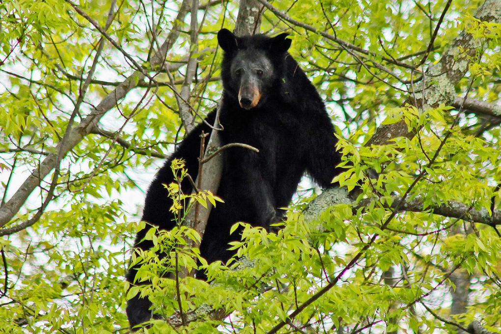 US hunter dies in Virginia after a bear shot in a tree falls on him ...