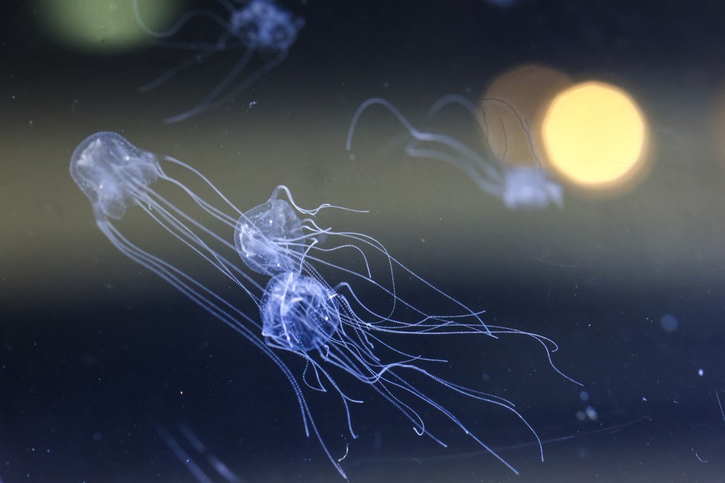 how to make a box jellyfish