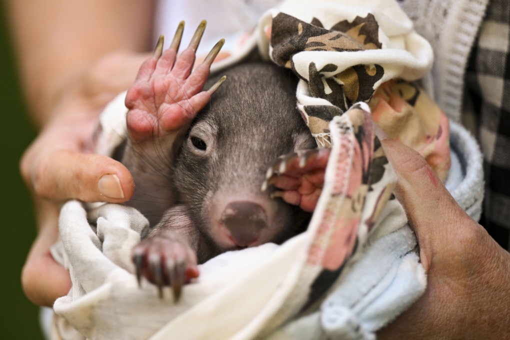 US influencer who snatched baby wombat in Australia apologises | South China Morning Post