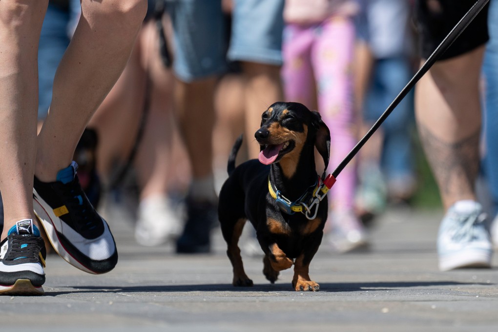 Hundreds of dachshunds chase record in Hungary’s wiener wonderland ...