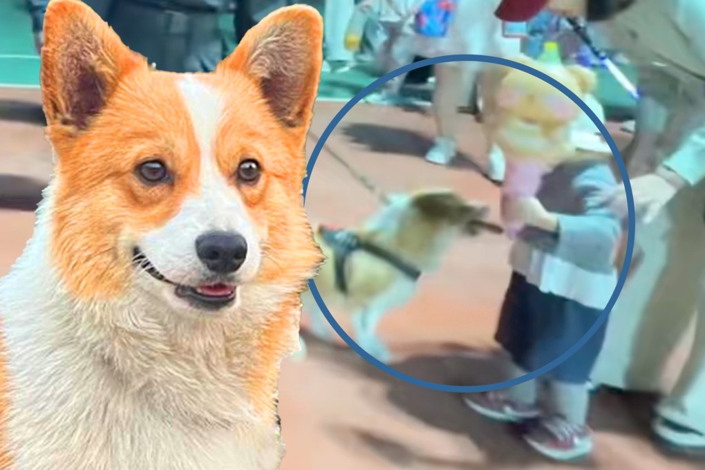 China’s first corgi police dog in trouble again – this time for ...