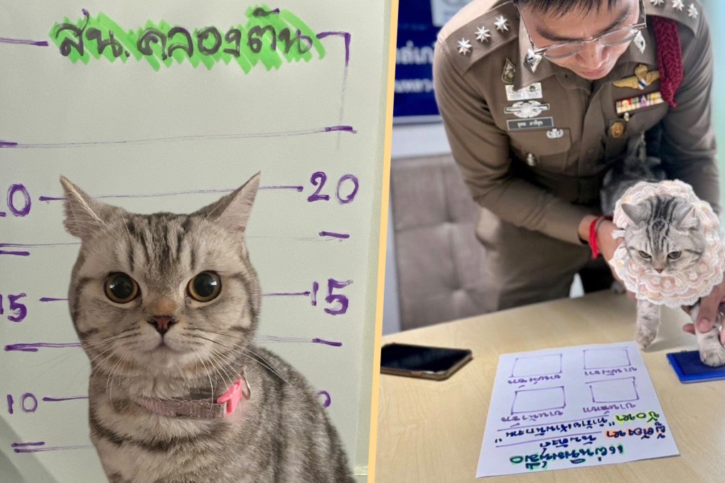 Cat ‘arrested’ with mugshot taken for attacking Thai police during rescue, amusing netizens ...