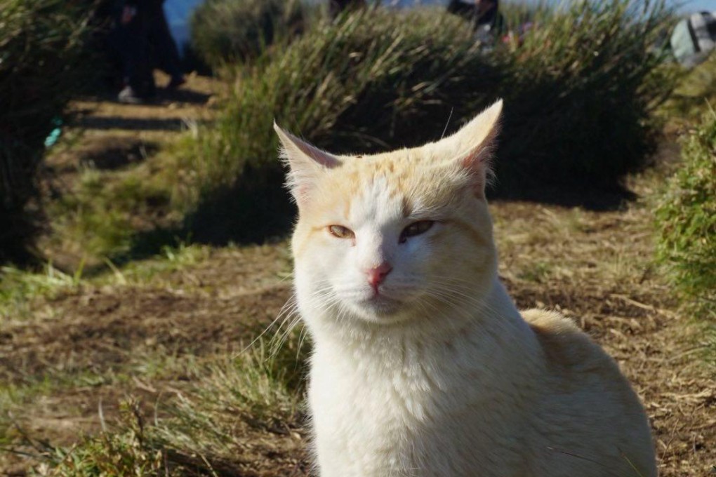 Removal of Philippines’ beloved ‘sherpa cat’ Pugal sparks heated debate ...