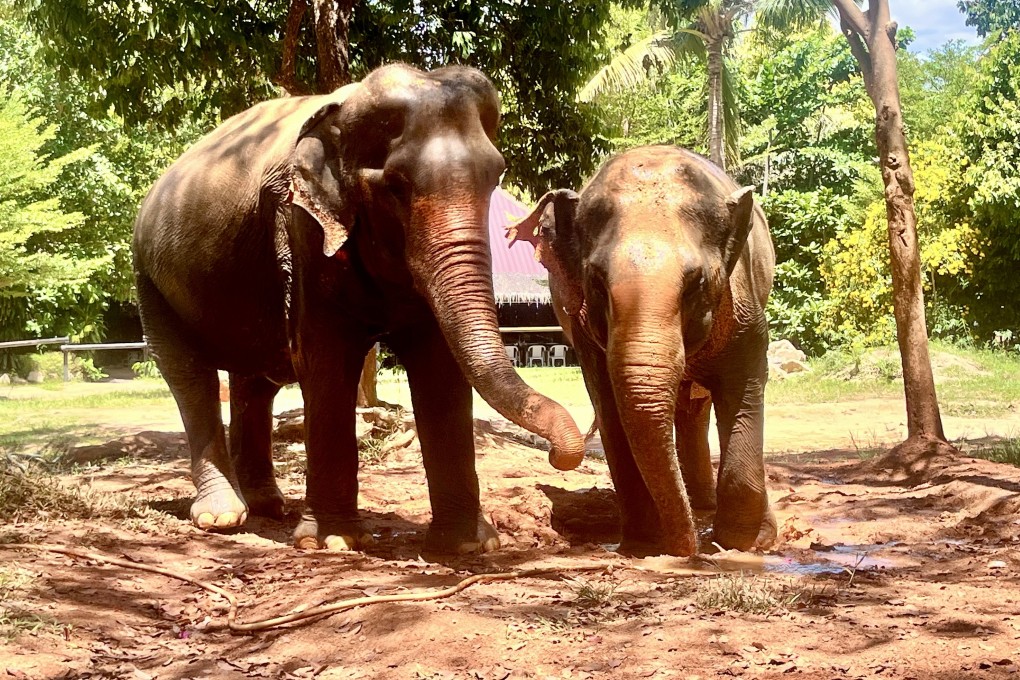 Thai elephant sanctuary offers animals abused in tourist industry ...