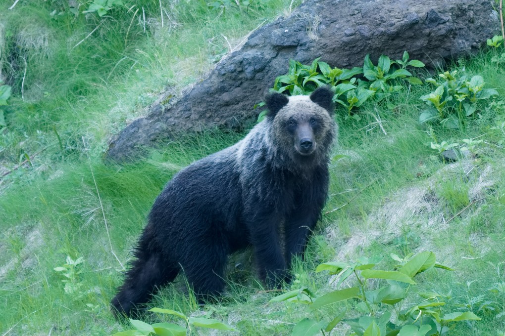 bear attack victim 2025