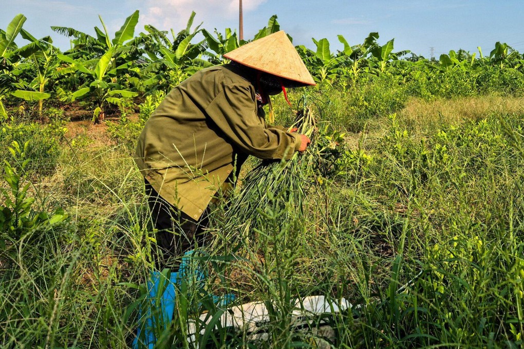 Angry Vietnam farmers take swing at Trump-branded US$1.5 billion golf ...