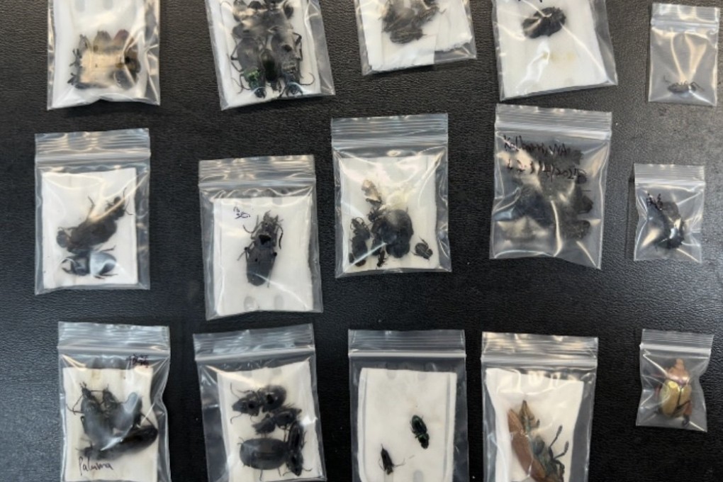 Student spider smuggler hit with massive fine in Australia for ...