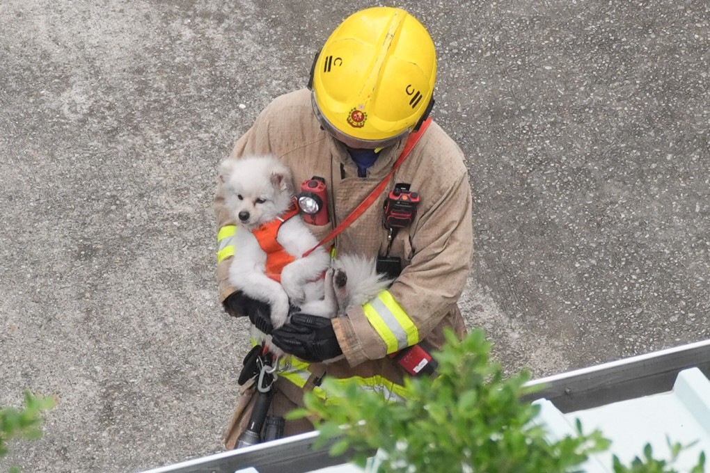 Charity leader’s faith in humanity renewed as 294 pets rescued in Hong ...
