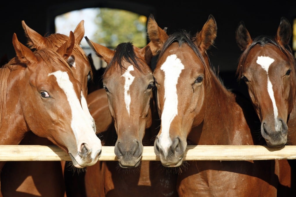 7 popular Chinese horse idioms for you to trot out in the Year of the ...