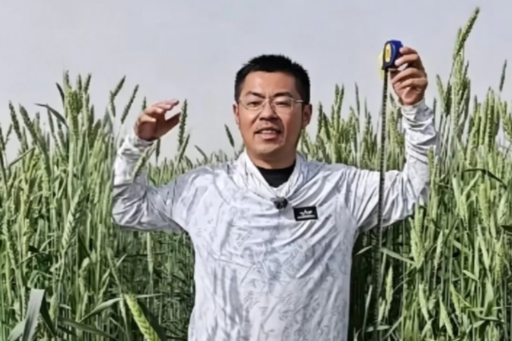 China is growing giant wheat-rye hybrids in its western deserts. Here’s ...