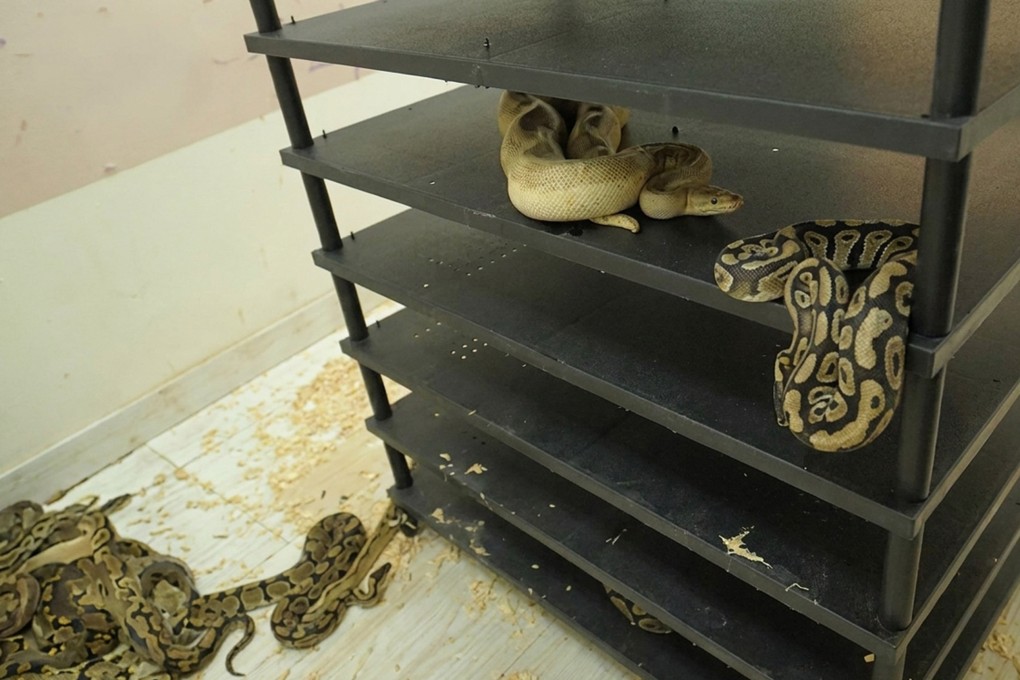 Chinese man jailed after flat’s high electricity usage exposes breeding ...