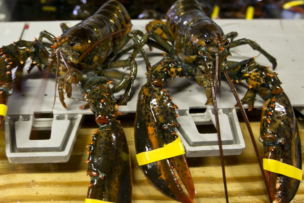 Japan’s ‘Bad Lobster’ biker gang seeks fearsome reputation with road ...