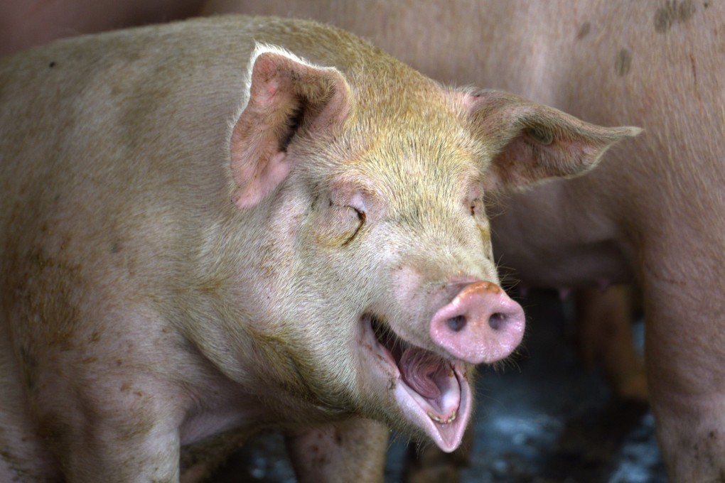 Chinese and US scientists unveil battery-free pacemaker powered by the ...