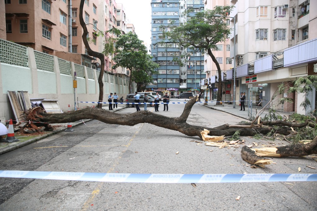 Woman cheats death after tree collapses in Hong Kong leaving her with ...