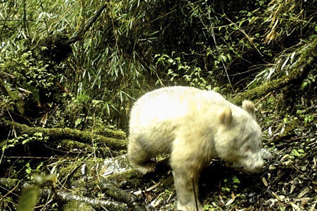 white wild bear