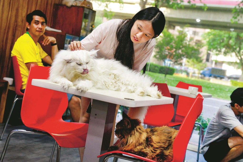 The Taipei cat cafe that’s been winning over city’s dog lovers for 20 ...