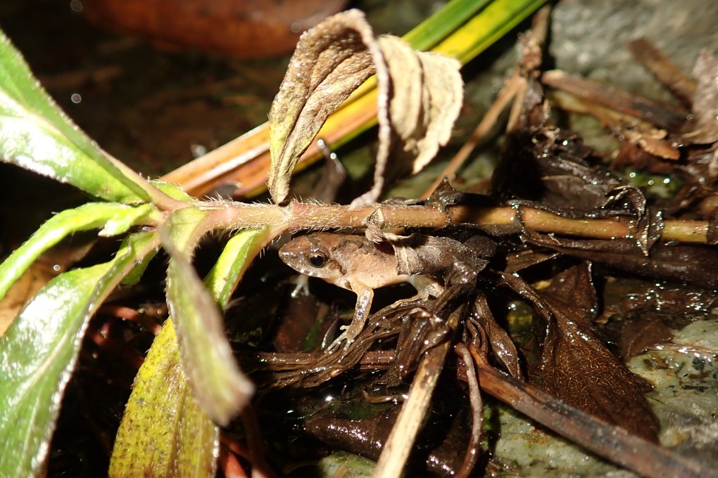 The Romer’s tree frog: green group and scientists thrilled by ...
