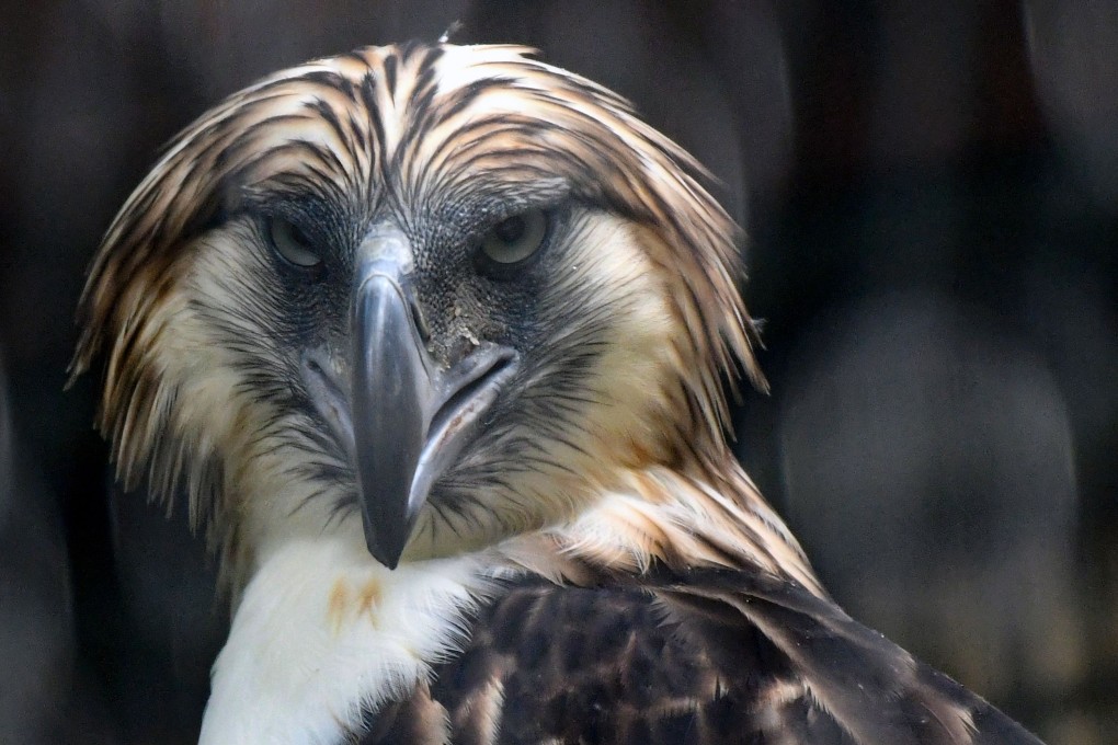 biggest philippine eagle