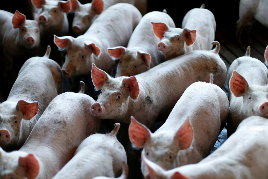 Brazil’s pork, chicken exports expected to grow in 2020 as China swine ...
