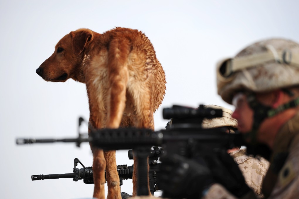 US stops sending bomb-sniffing dogs to Jordan and Egypt as 7 die ...