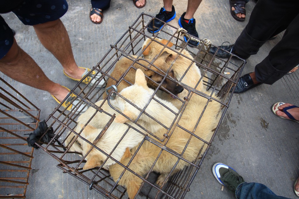 Chinese city of Shenzhen to ban eating cats and dogs as part of moves ...