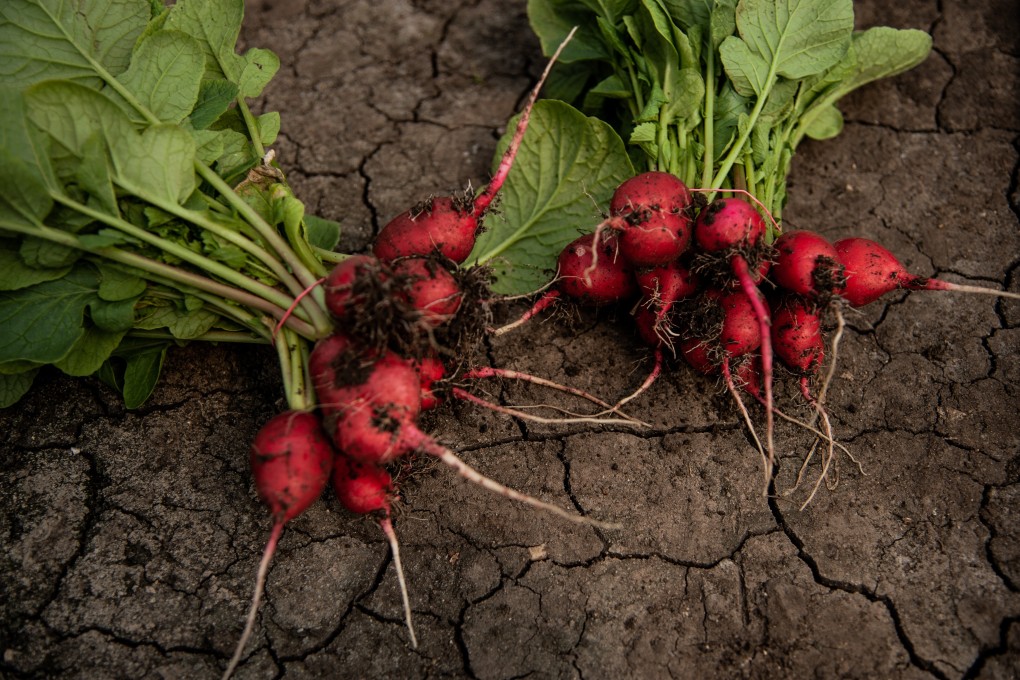 Which food goes best with fine champagne? The humble radish, says ...
