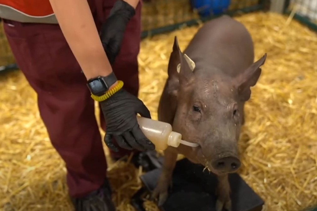 Elon Musk’s Neuralink begins brain chip tests on pigs, with aim to cure ...