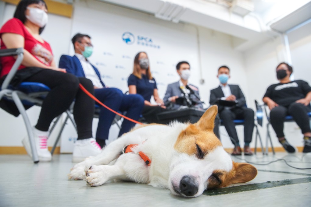 Hong Kong pets rescued from smugglers still struggling, as protection ...
