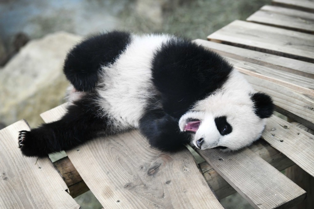 Baby panda born in Netherlands makes public debut | South China Morning ...