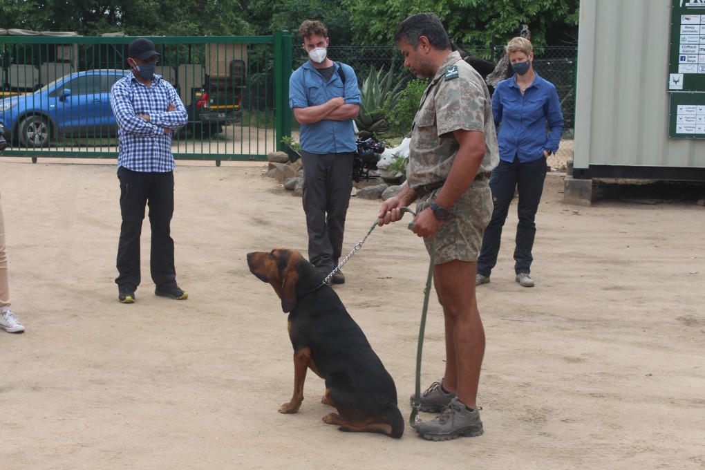 The dogs on the front line of wildlife conservation, from sniffing ...
