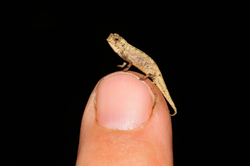 Is this tiny chameleon the world’s smallest reptile? | South China ...