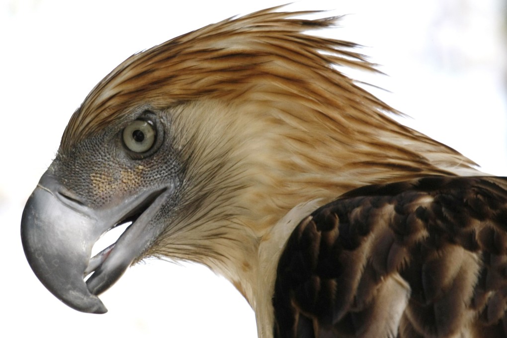 philippine hawk eagle conservation status
