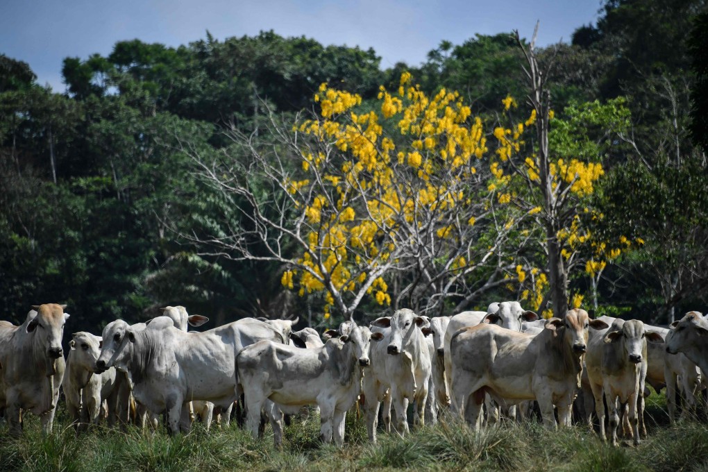 Two atypical cases of mad cow disease detected in Brazil, beef exports ...