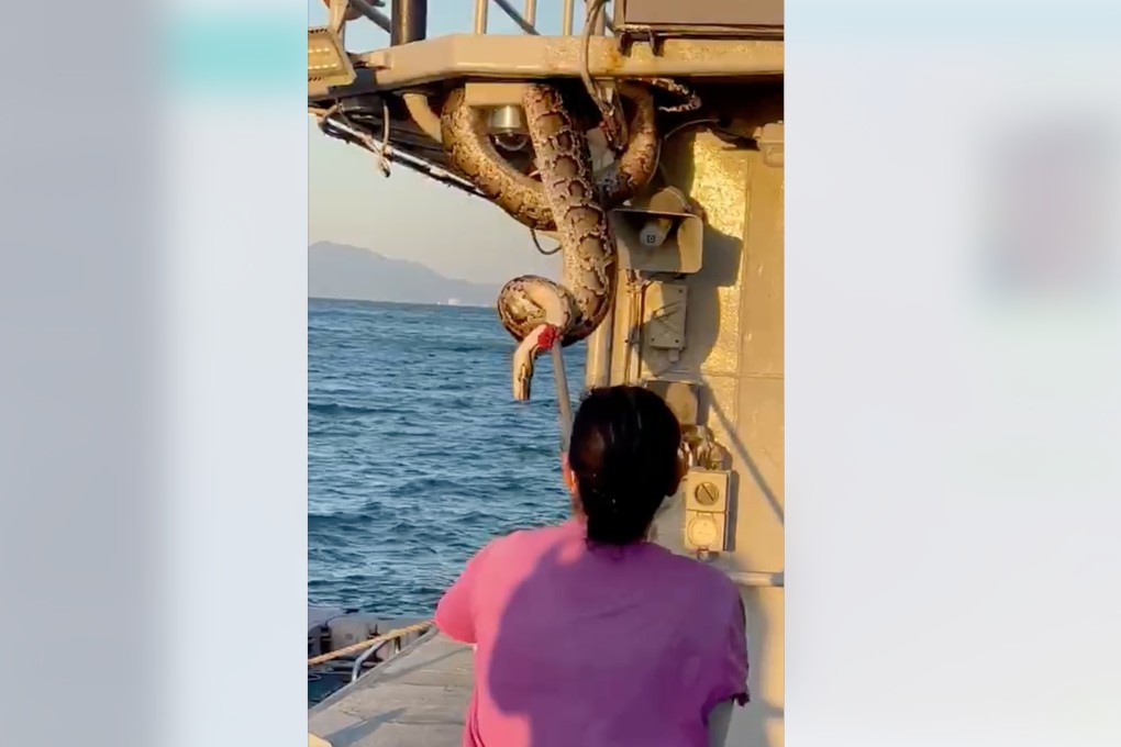Hong Kong police officers discover 2-metre Burmese python on board ...