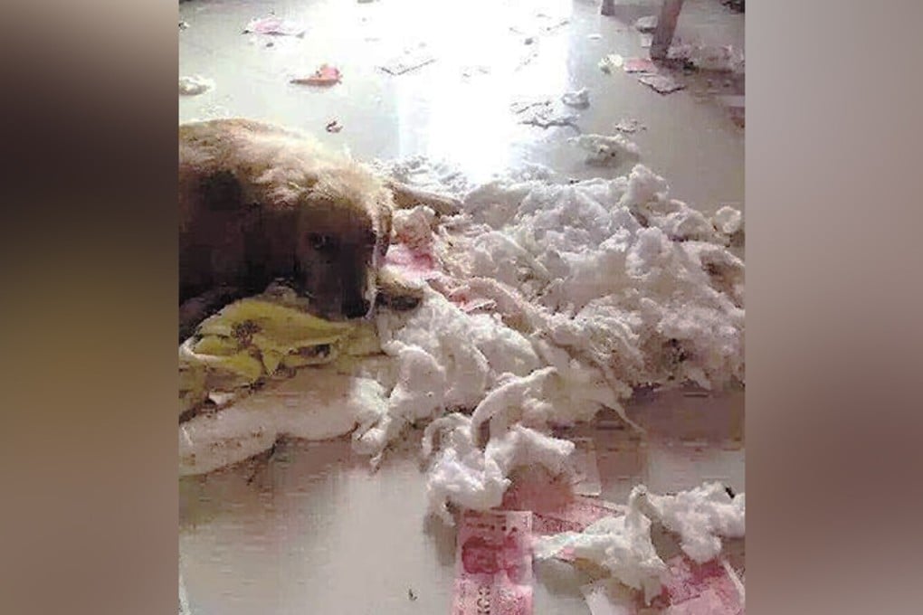 Chinese man’s secret stash of cash from his wife chewed up by puppy ...