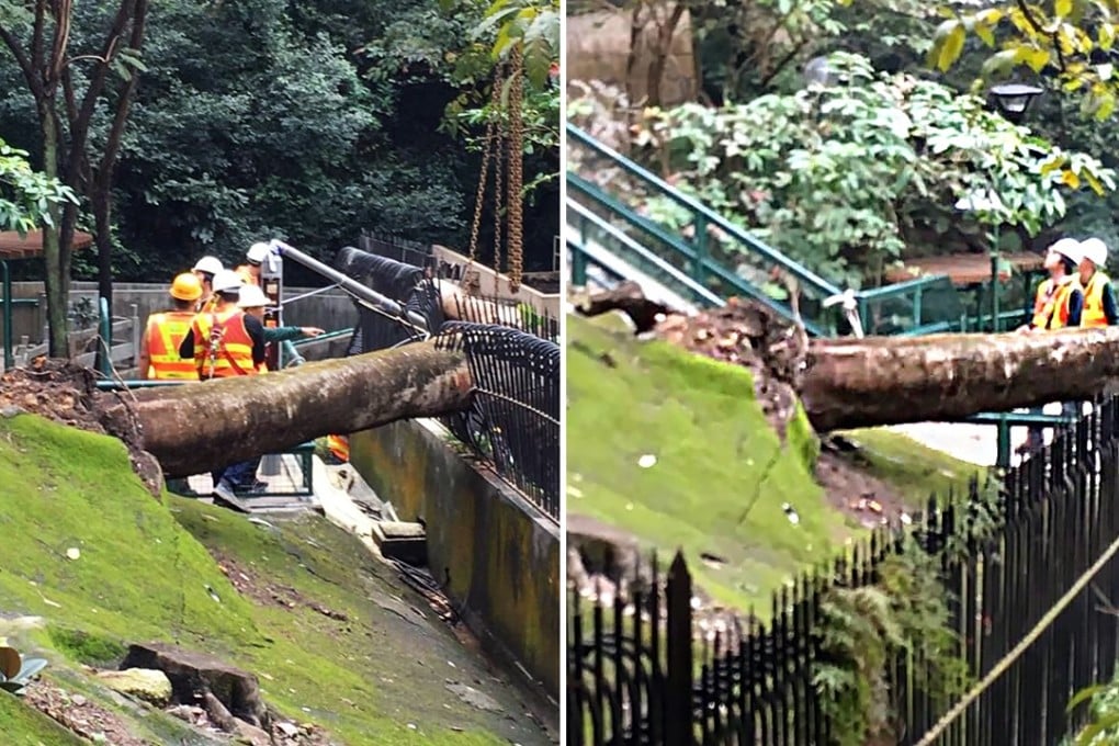 Tree falls on historic Hong Kong temple — almost a year to the day ...