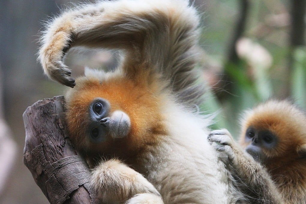 Endangered primate Hu Hu dies after medical procedure at Hong Kong's ...
