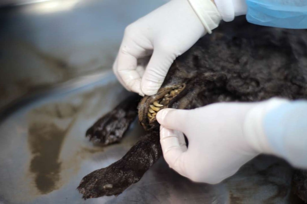 frozen caveman found