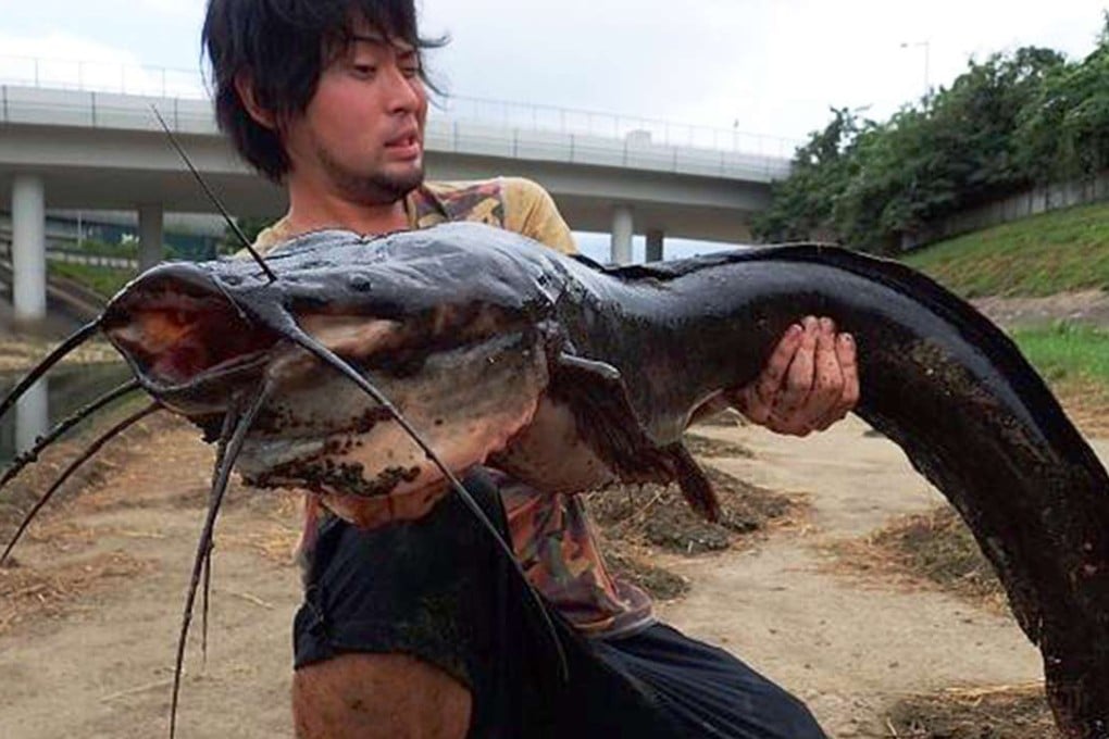 giant catfish